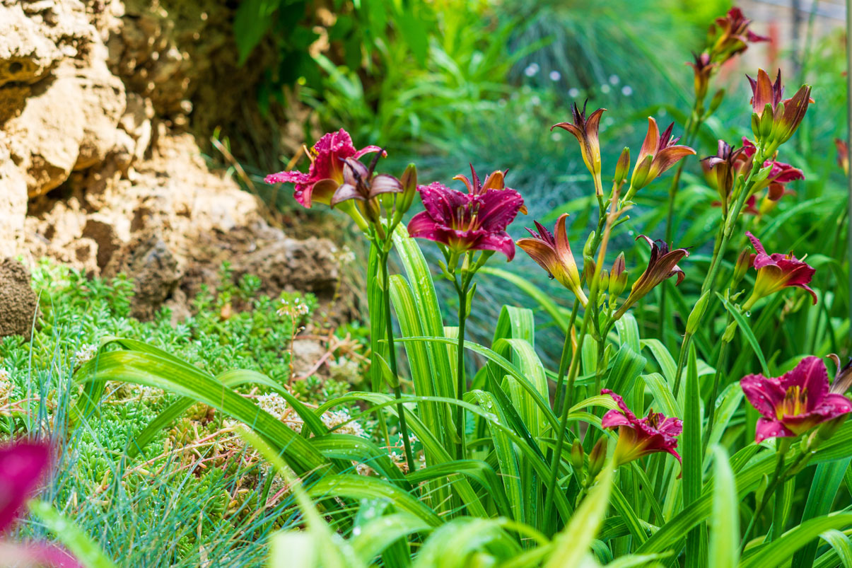 lava-hot-springs-flowers55 - Lava Hot Springs